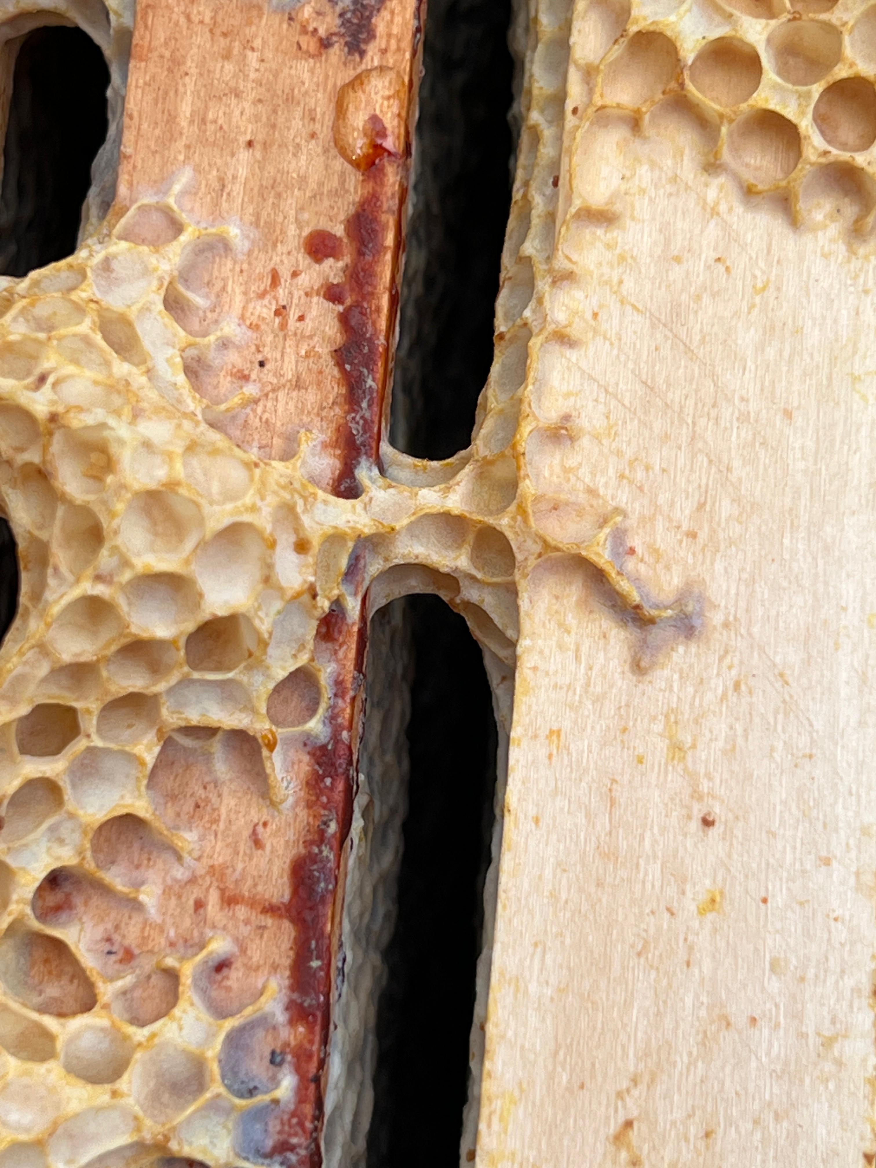 Propolis – warum Bienen diesen natürlichen Schutzstoff herstellen